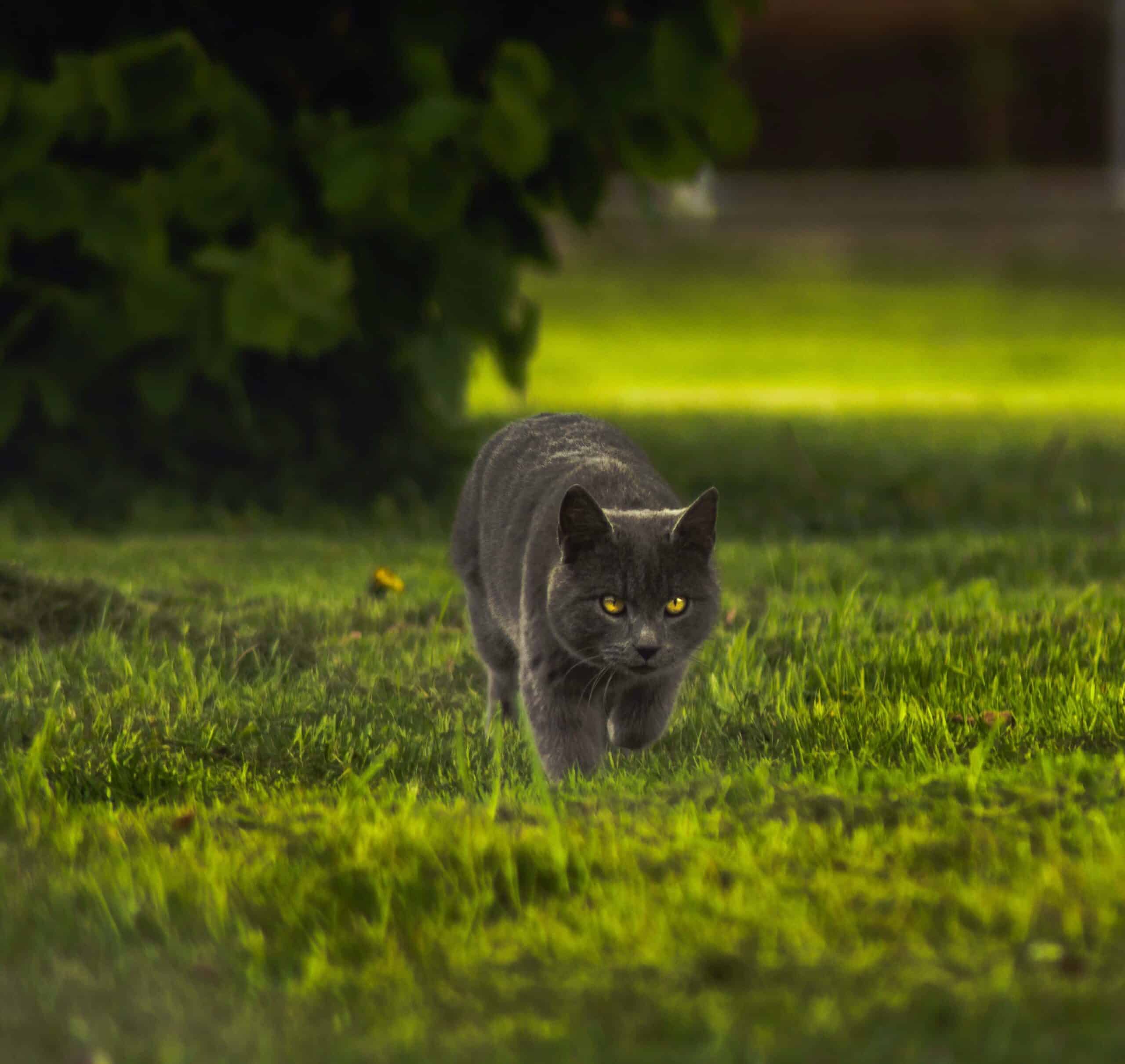 How the Prey Animal Diet Boosts Your Pet’s Immune System | Pet Care ...