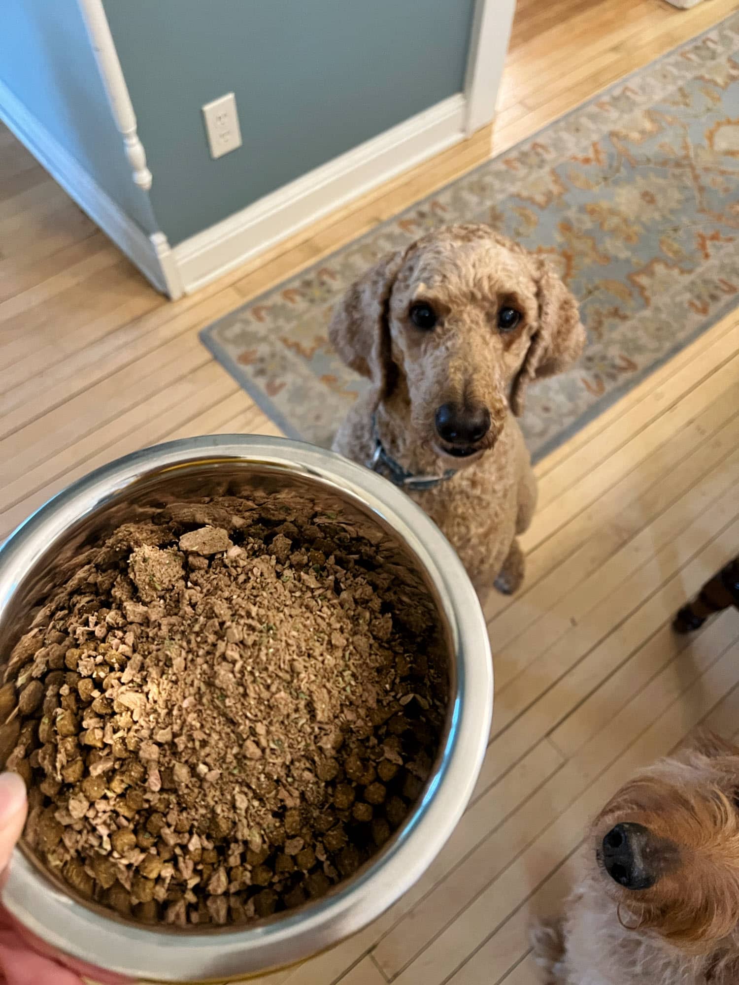 Fresh Is Best® Freeze-Dried Meats Make the Best Pet Food Toppers ...